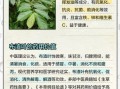 布渣叶的功效与作用_布渣叶可以长期喝吗