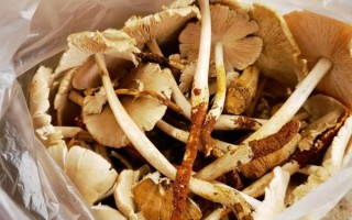 鸡纵菌多少钱一斤_鸡纵菌价格行情