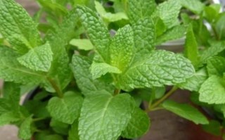 薄荷网热量查询怎么用_薄荷网热量查询准确吗