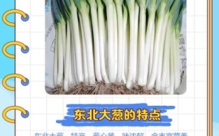 东北大葱图片_东北大葱和普通葱的区别