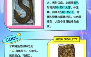 鳗鱼和黄鳝是一种东西吗_区别在哪里