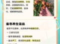 蜜枣的功效与作用_蜜枣怎么吃最养气血