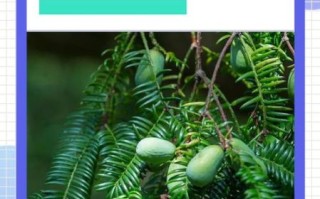 香榧树适合种在哪里_香榧树种植条件有哪些