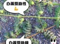 蒺藜的功效与作用_蒺藜能壮阳吗