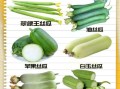 丝瓜有几种_丝瓜品种分类大全