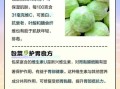 包菜热量是多少_减肥能吃包菜吗
