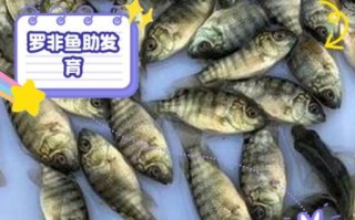 吃罗非鱼有什么害处_罗非鱼吃多了会怎样