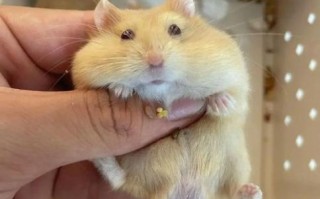 布丁仓鼠能长多大_布丁仓鼠成年体重