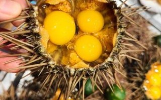 海胆直接蒸可以吗_海胆蒸多久才熟