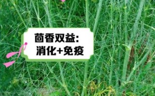 茴香是什么_茴香的种类与功效