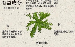 荠菜的功效与作用有哪些_荠菜图片长什么样