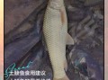 鲮鱼的功效与作用_孕妇可以吃吗