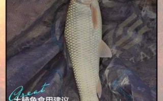 鲮鱼的功效与作用_孕妇可以吃吗