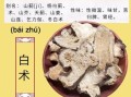 白术的功效与作用及禁忌_白术泡水喝的副作用
