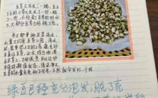 豆芽菜的爱是什么意思_网络用语解析