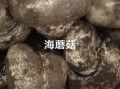 海蘑菇是什么_海蘑菇可以吃吗