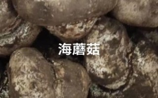 海蘑菇是什么_海蘑菇可以吃吗