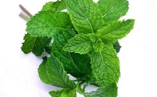 薄荷叶图片大全_如何辨别新鲜薄荷叶