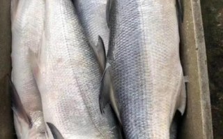 午鱼是什么鱼_午鱼多少钱一斤