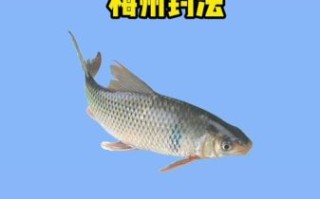 鱲鱼怎么钓_鱲鱼吃什么饵料