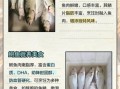 鲥鱼是什么鱼_鲥鱼为什么那么贵