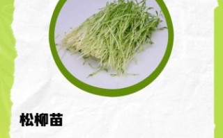 芽苗菜种植基地怎么选_芽苗菜种植技术要点