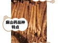 麻山药的功效与作用禁忌_什么人不能吃