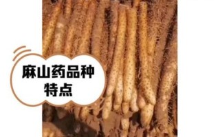麻山药的功效与作用禁忌_什么人不能吃