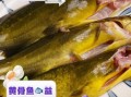 黄骨鱼不能和什么一起吃_孕妇能吃黄骨鱼吗