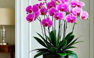 十二种招财花有哪些_家里摆什么花最旺财