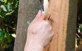 桂皮树剥皮后还能长新皮吗_桂皮树再生周期多久