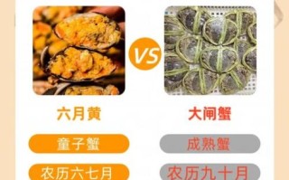 六月黄大闸蟹怎么挑选_六月黄和阳澄湖大闸蟹区别