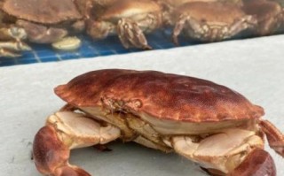 面包蟹怎么吃图解_面包蟹处理步骤