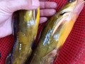 黄骨鱼图片大全大图_黄骨鱼高清图鉴