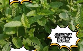 仙草图片大全_仙草长什么样