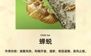 知了的功效与作用_知了怎么吃才安全