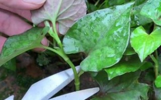 鱼腥草能治妇科炎症吗_鱼腥草对阴道炎有效吗