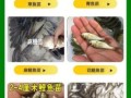 鳜鱼苗批发价格多少钱一斤_鳜鱼苗批发价格行情