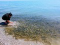 青海湖湟鱼最大多少斤_湟鱼最大体重记录
