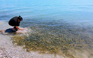 青海湖湟鱼最大多少斤_湟鱼最大体重记录