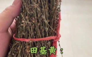 田基黄配什么治肝脏最好_田基黄和什么搭配护肝最有效