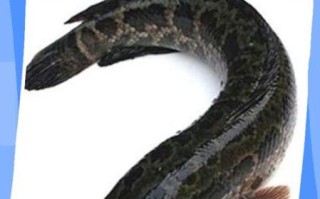 黑鱼为什么叫鬼鱼_黑鱼是鬼的由来