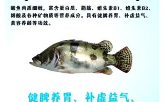 桂鱼汤的营养价值_桂鱼汤的功效与作用