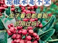花椒水泡龟头有什么用_会不会有副作用