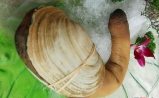 象拔蚌为什么像男生_象拔蚌像男生原因