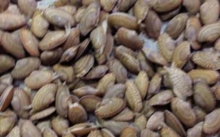 油蛤怎么读_油蛤的正确读音是什么