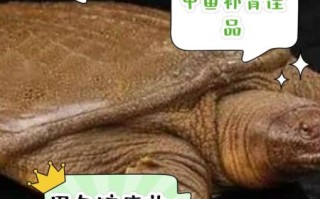 男人吃甲鱼壮阳吗_甲鱼壮阳真相