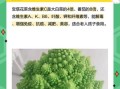 宝塔菜怎么种_宝塔菜和宝塔花菜区别