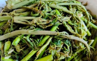 香椿腌制怎么做_香椿腌制保存多久