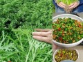 鲜雪里蕻包饺子怎么做_雪里蕻饺子馅要不要焯水